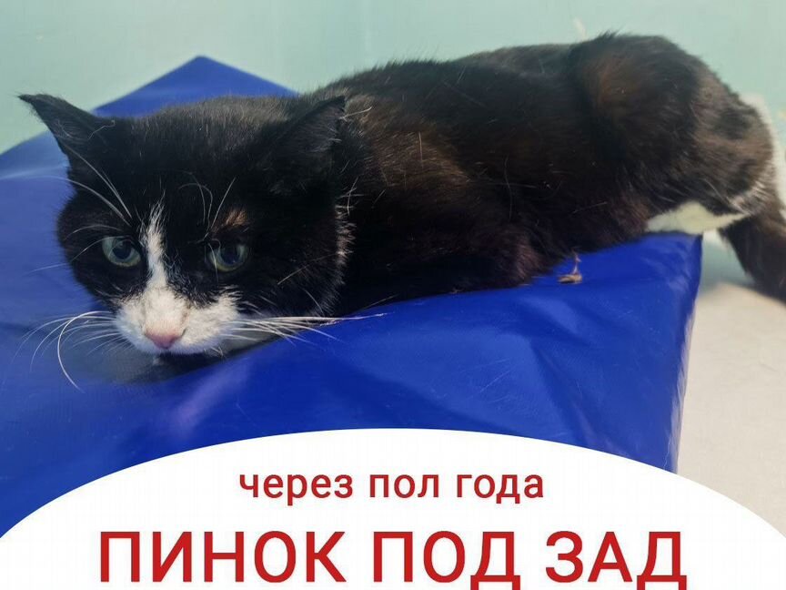 Кошечка без дома