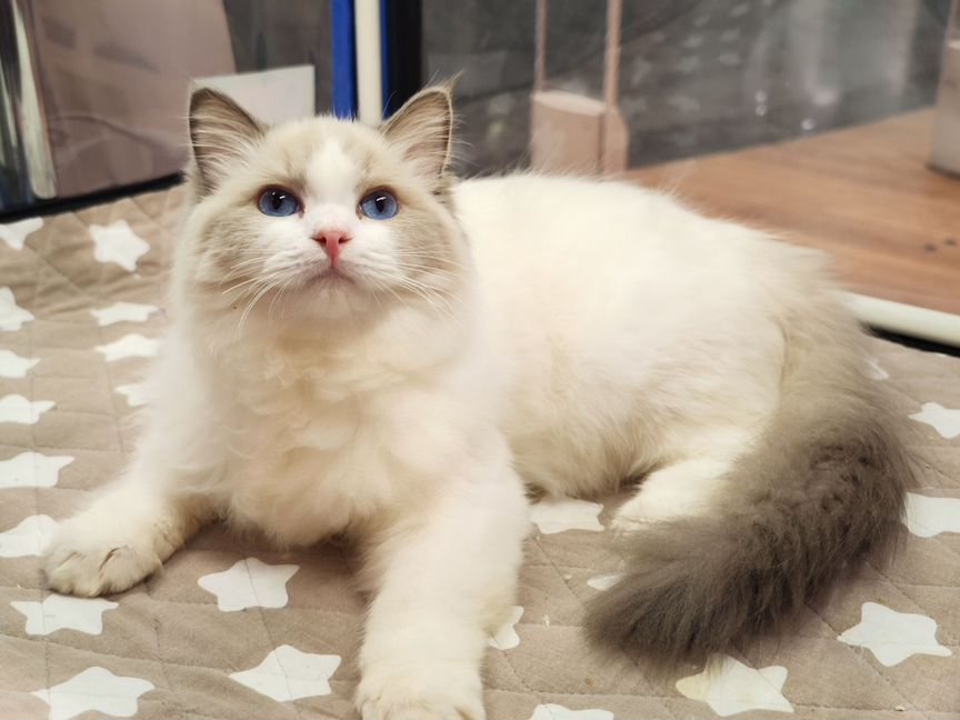 Armando, Блю биколор рэгдолл