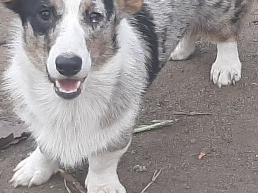 Корги для вязки