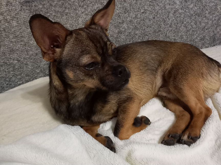 Комнатная собачка