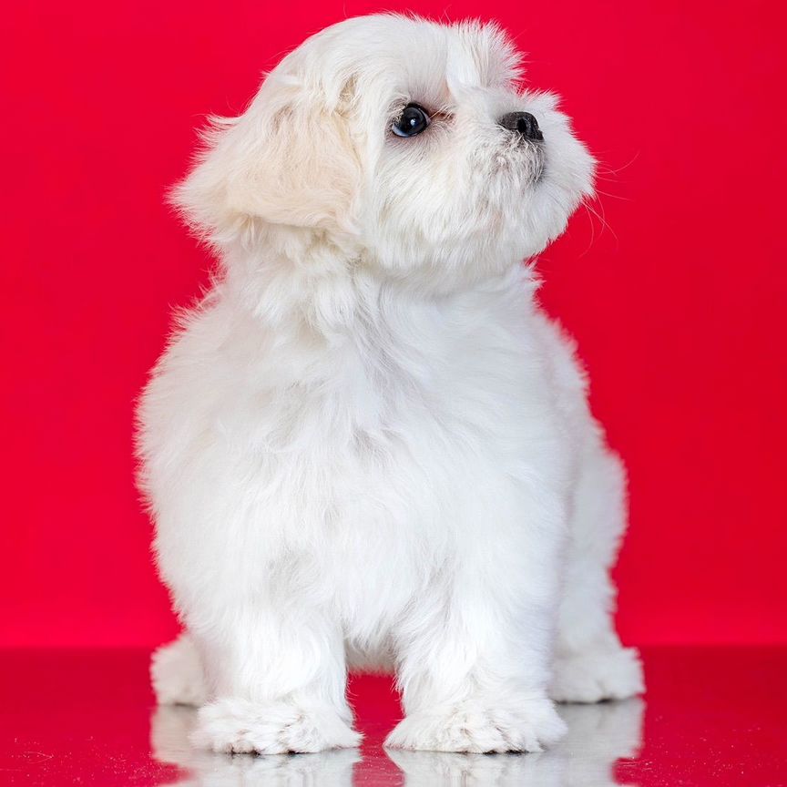 Мальтийская болонка, щенок