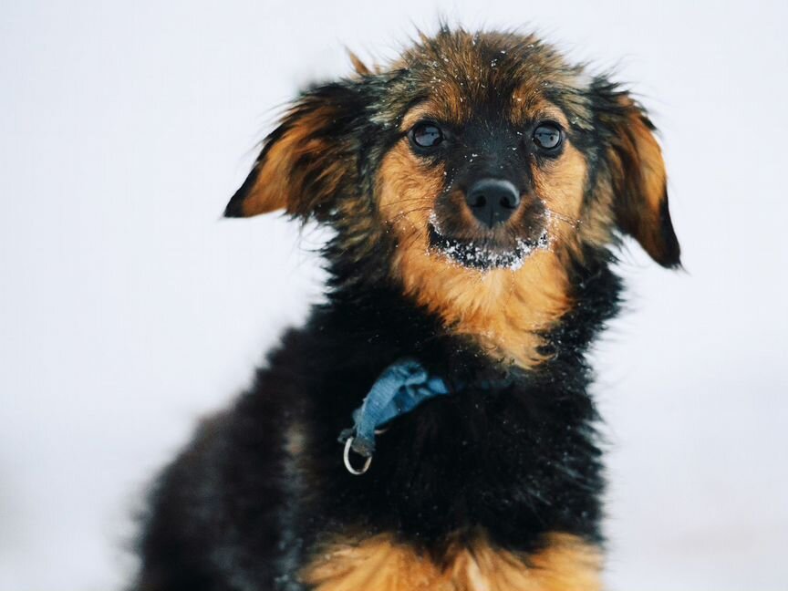 Метис чихуахуа щенок в добрые руки