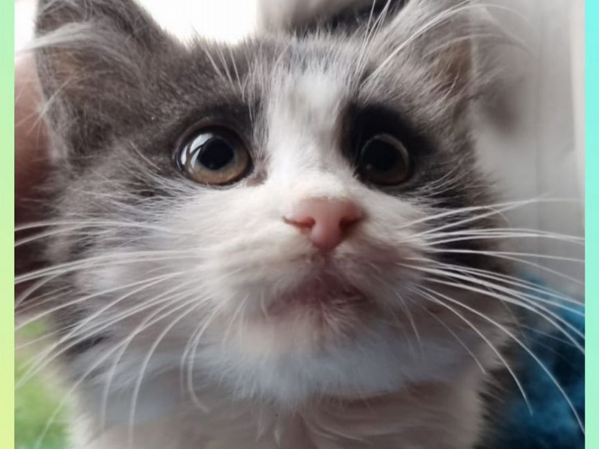 Котёночек в добрые руки