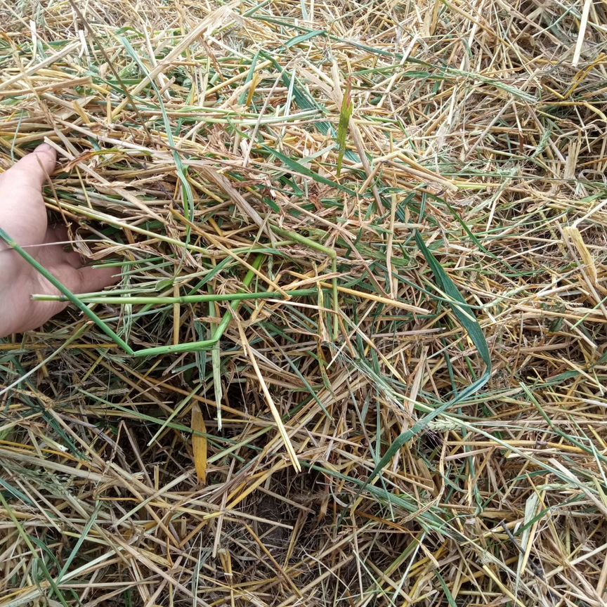 Продам солому ячменная