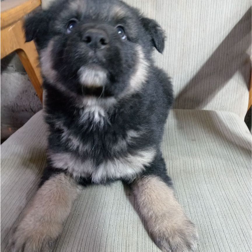 Немецкая овчарка, щенок