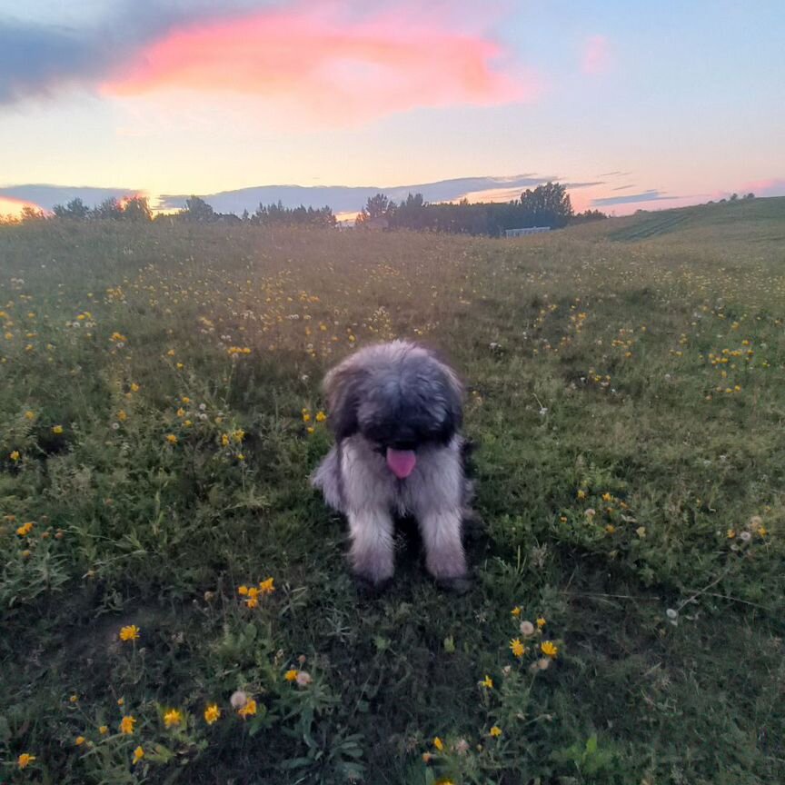 Собаки