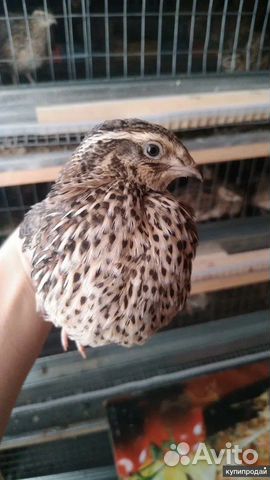 Перепела продажа