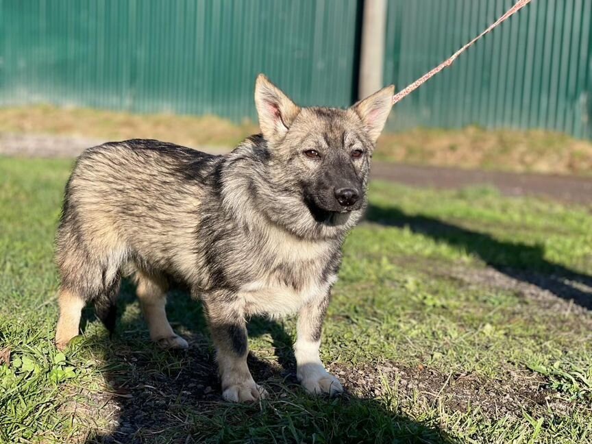 Коротколапка