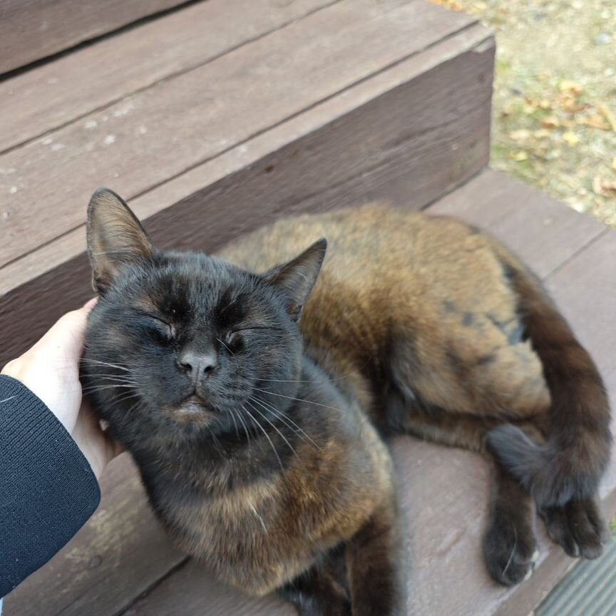 Отдам кота в добрые руки