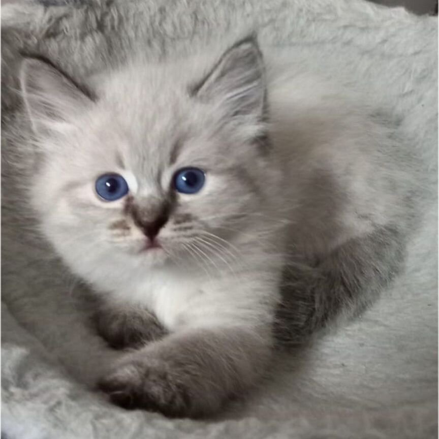 Невский маскарадный котёнок