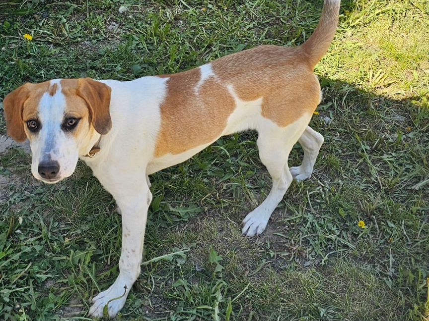 Собака Бейли