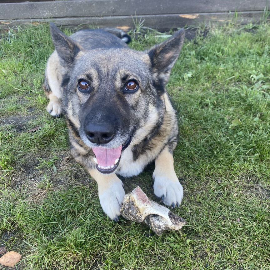 Собачка Айка