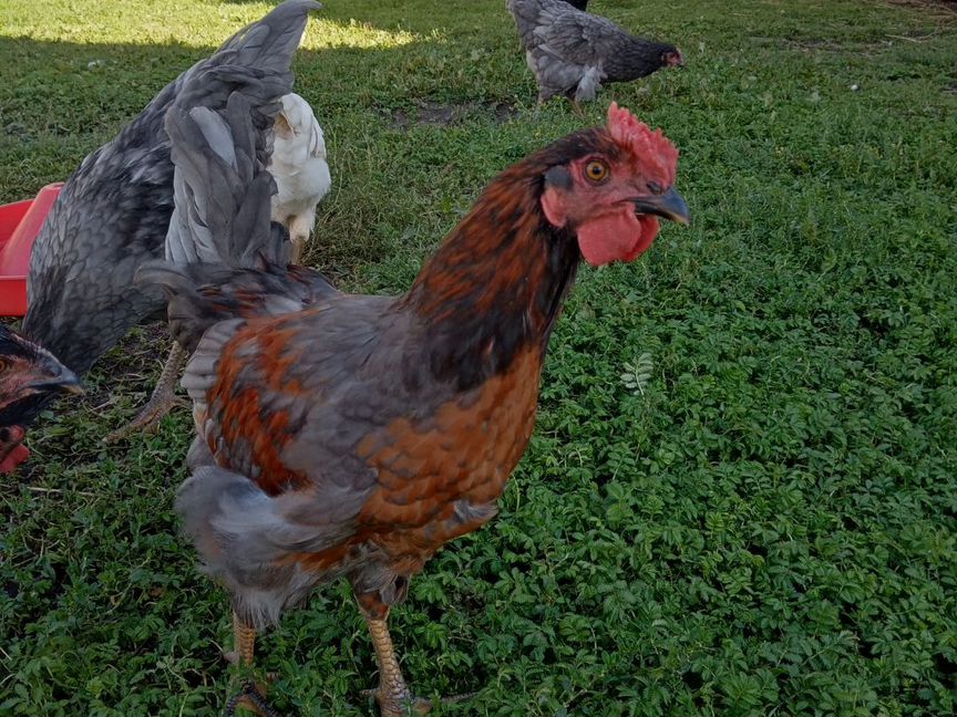 Петушки. 3-4 мес