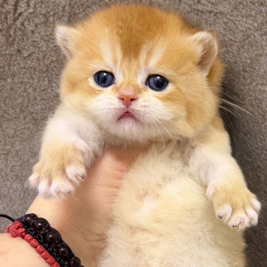 Британский короткошёрстный котёнок