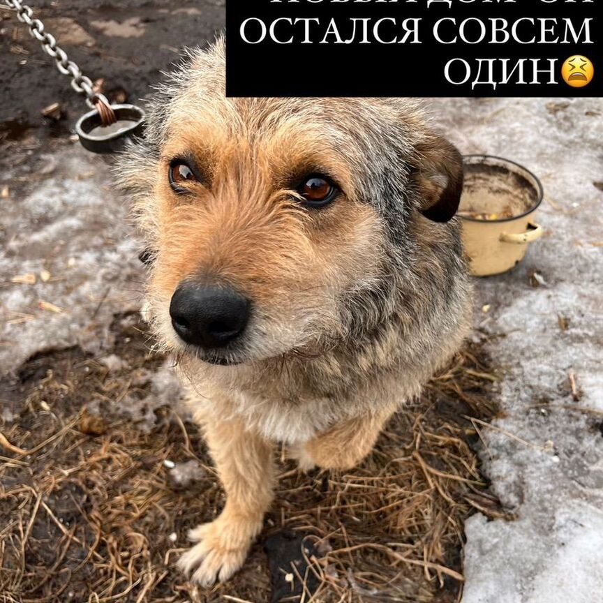 Собака в добрые руки отдам бесплатно Дворняга