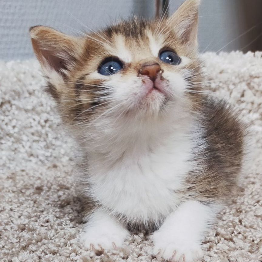 Котята крошки на ладошке