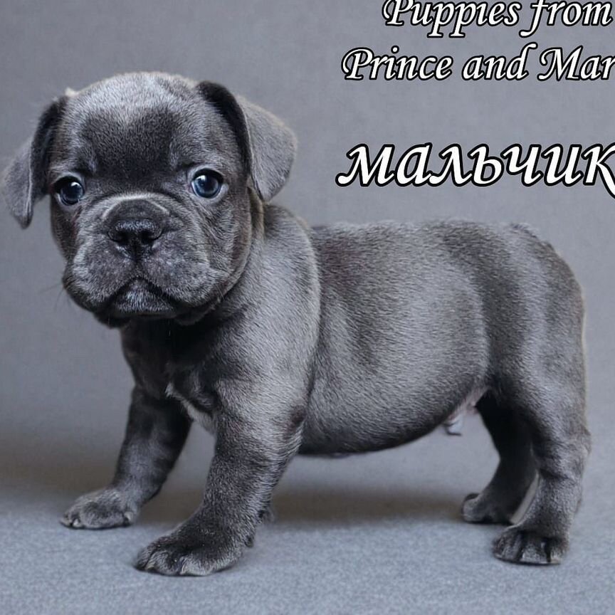 Элитные щенки французкого бульдога