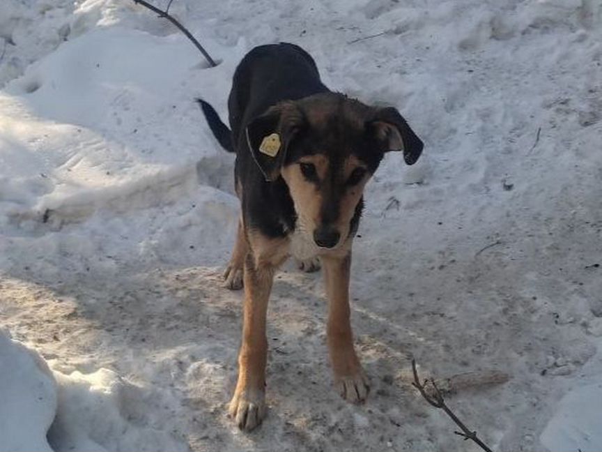Собаки бесплатно в добрые руки щенки