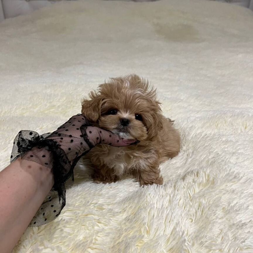 Микро Мальтипу Малыш Vip. Корея & Китай