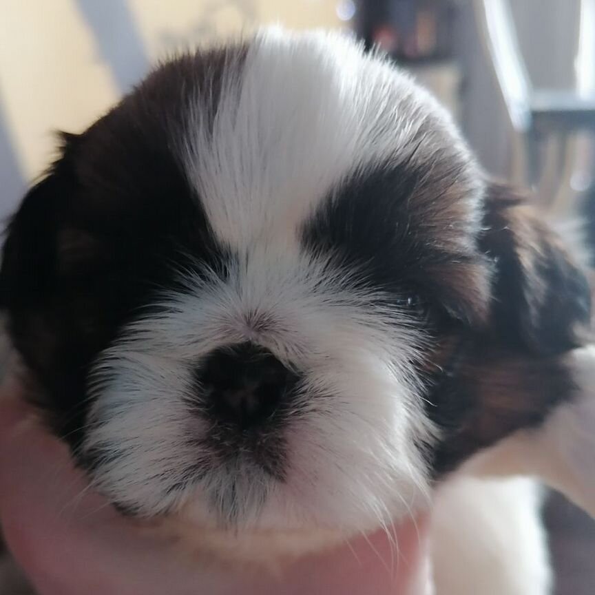 Ши-тцу, щенок