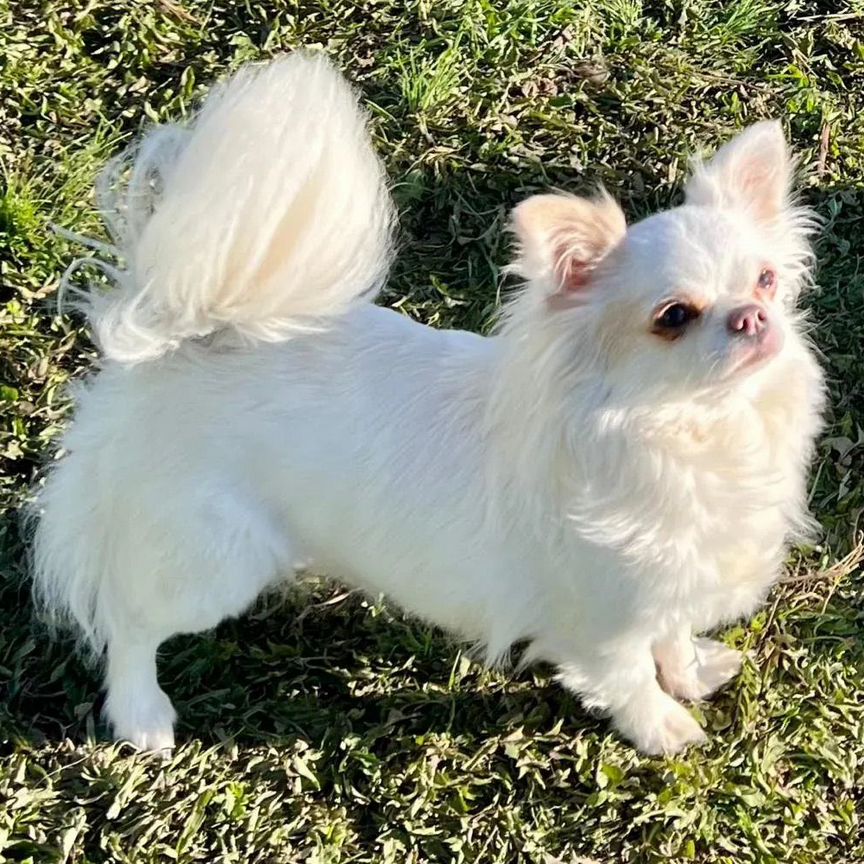 Чихуахуа, взрослая собака