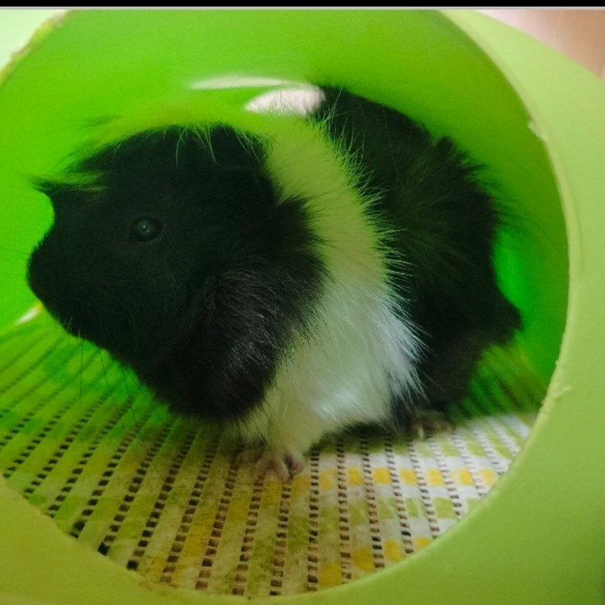 Дом для морской свинки