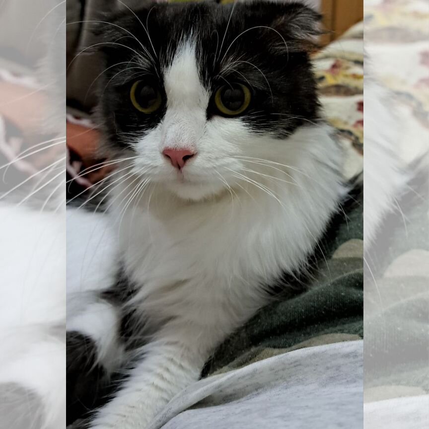 Кошечка