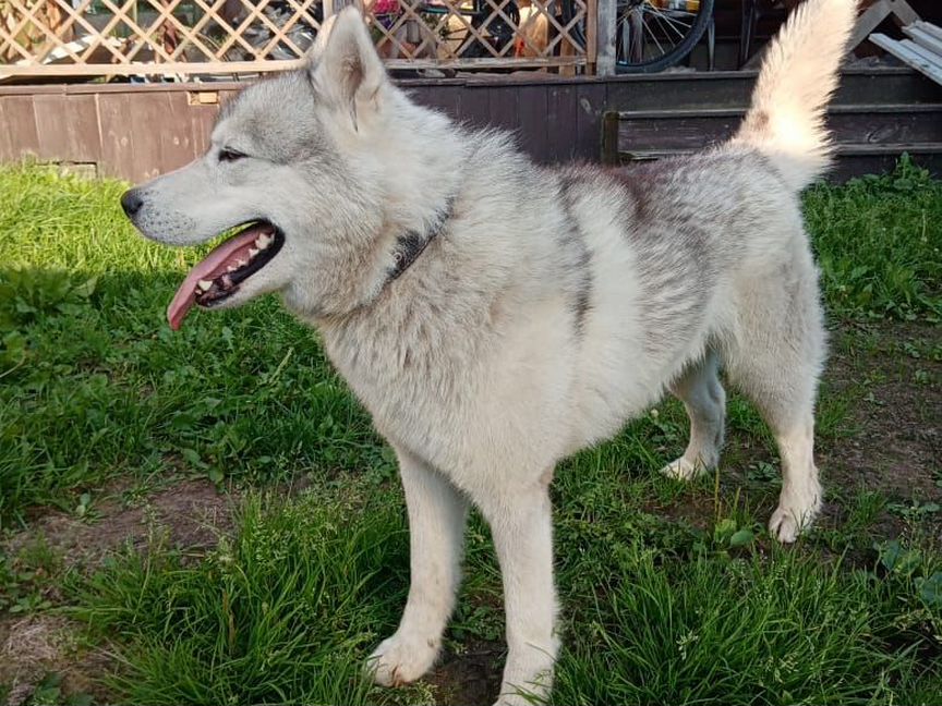 Хаски вязка