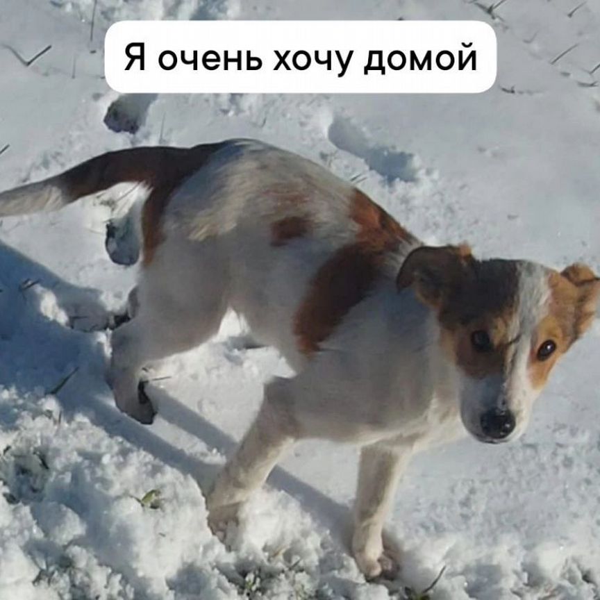 Щенок ищет своего Человека