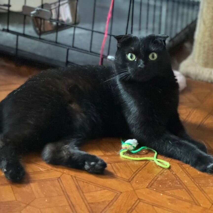 Вислоухая красотка (из приюта)