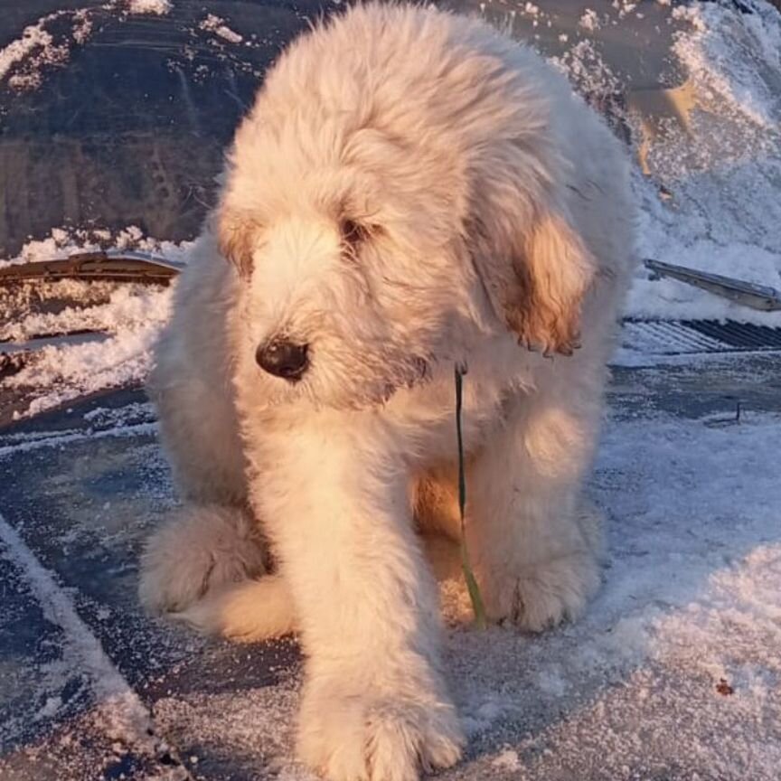 Щенки южнорусской овчарки с документами РКФ