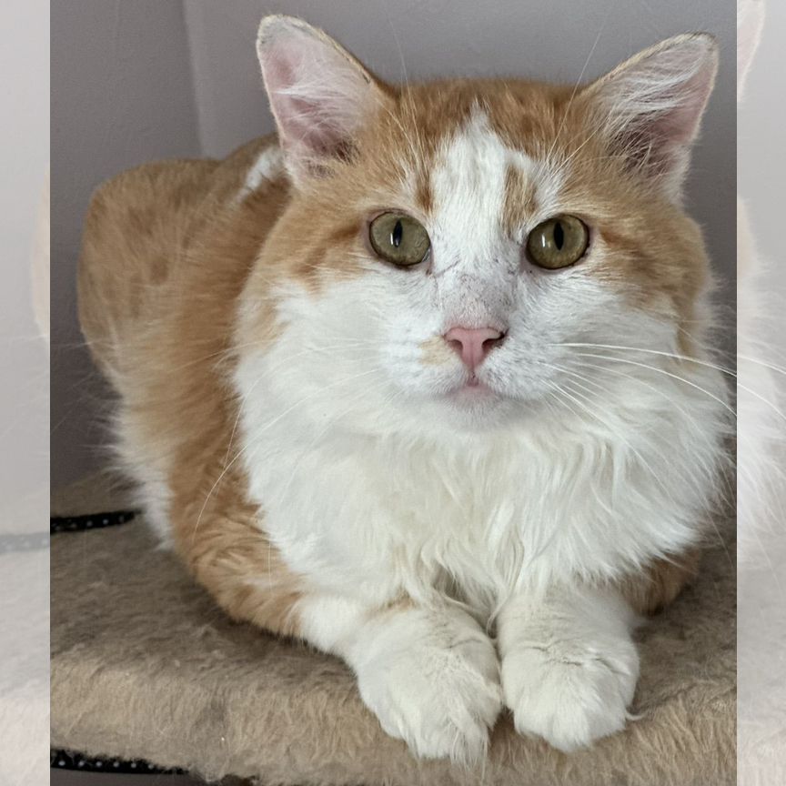 Рыжик ищет дом