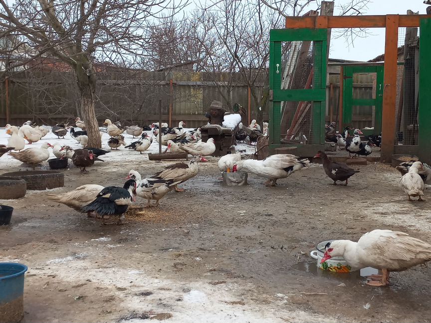 Продажа индоуток (Селезни, утки)