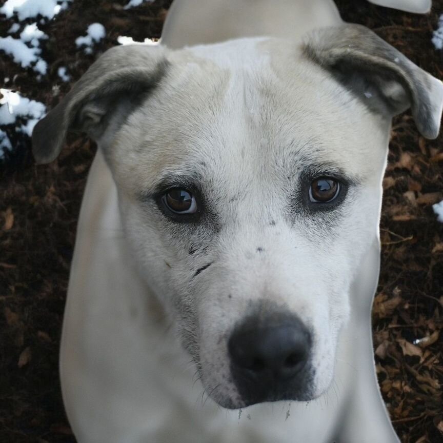 Собака Илай