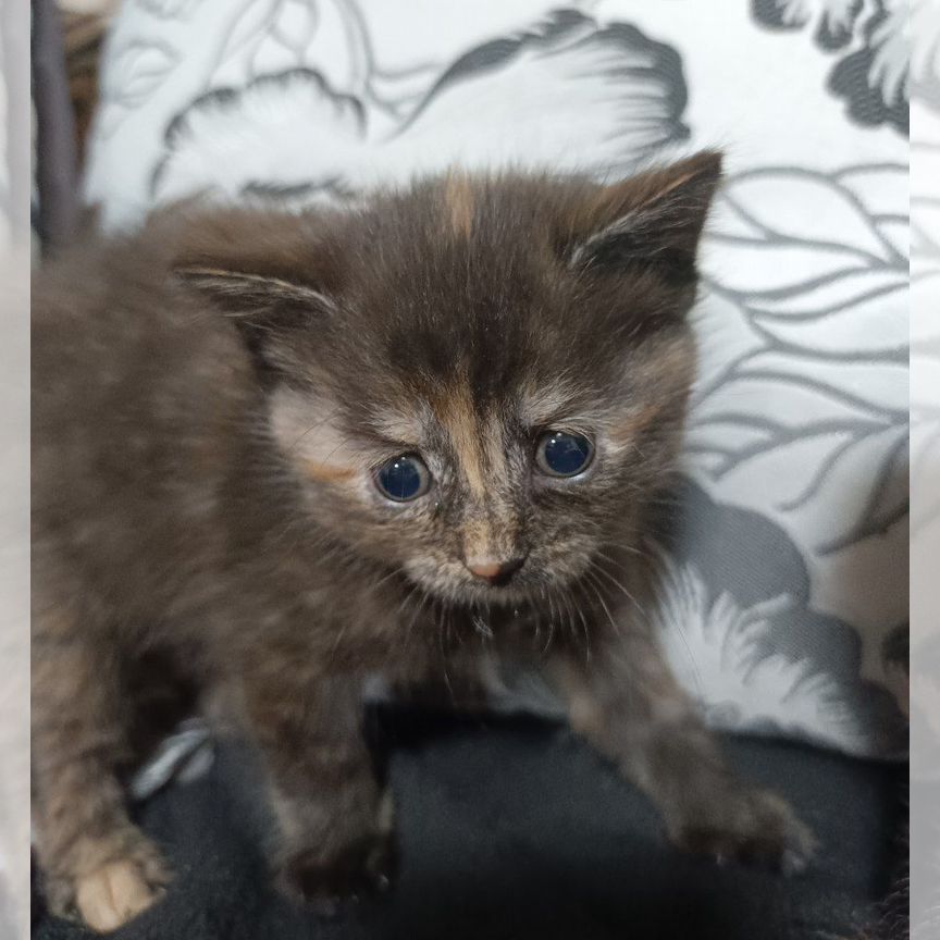 Мейн-кун котёнок