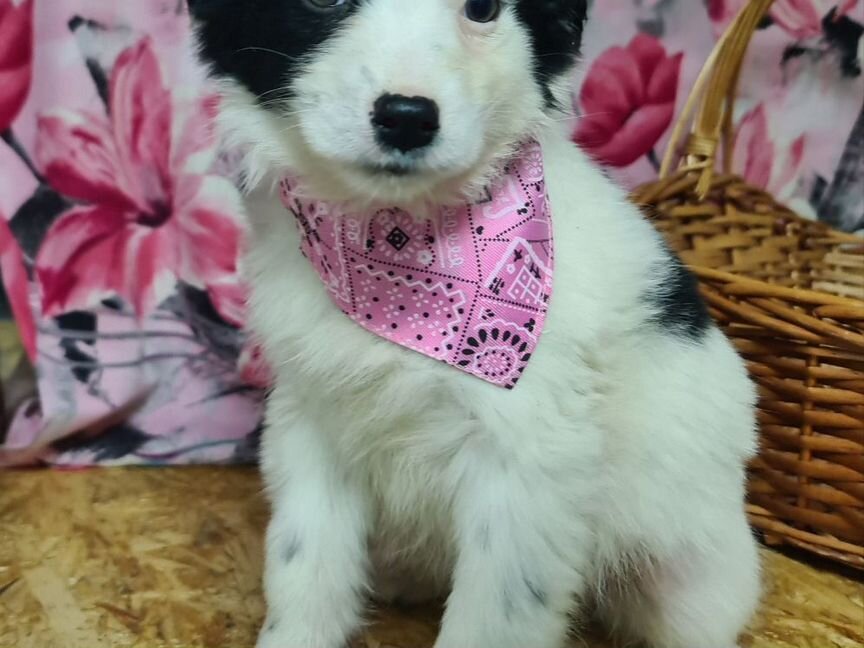 Щенки в руки Ответственных хозяев