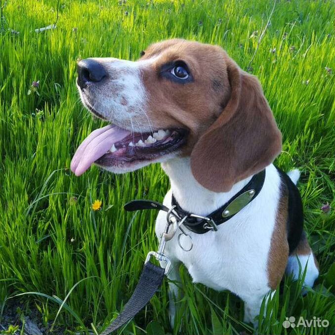 Бигль в хорошие руки