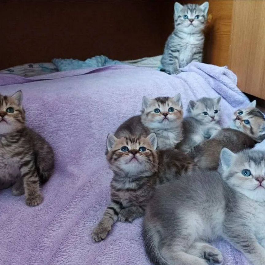 Британские котята