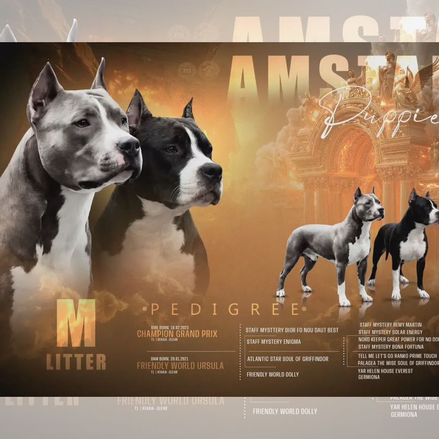 Американский стаффордширский терьер, щенок