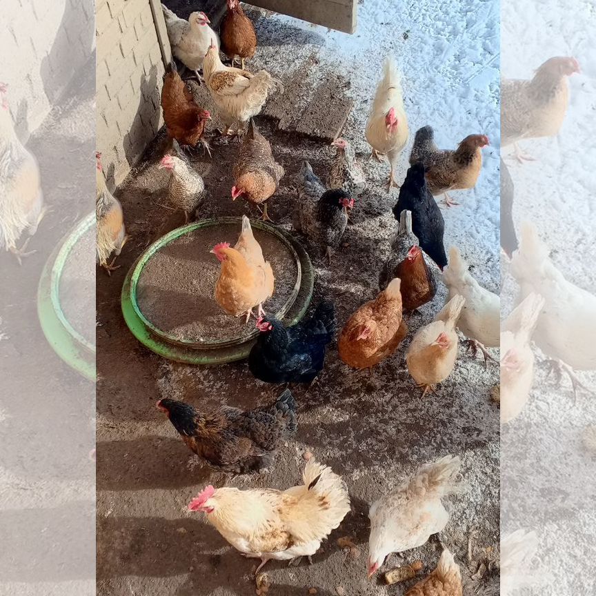 Петушки продам или обменяю