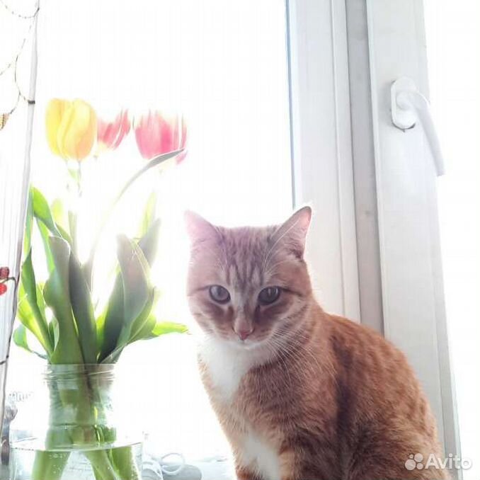 Котик Оскар