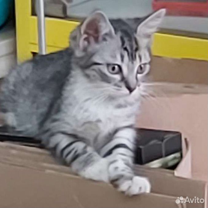 Котенок ждет своих хозяев