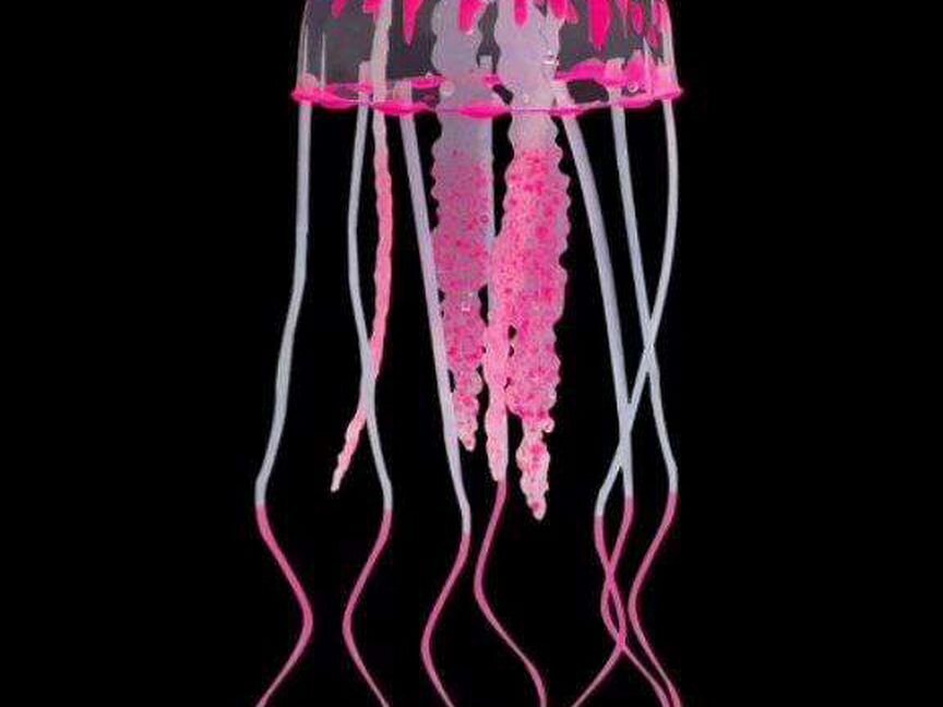 Медуза для аквариума