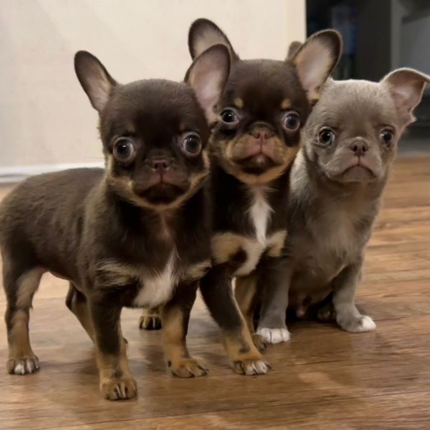 Чихуахуа, щенок