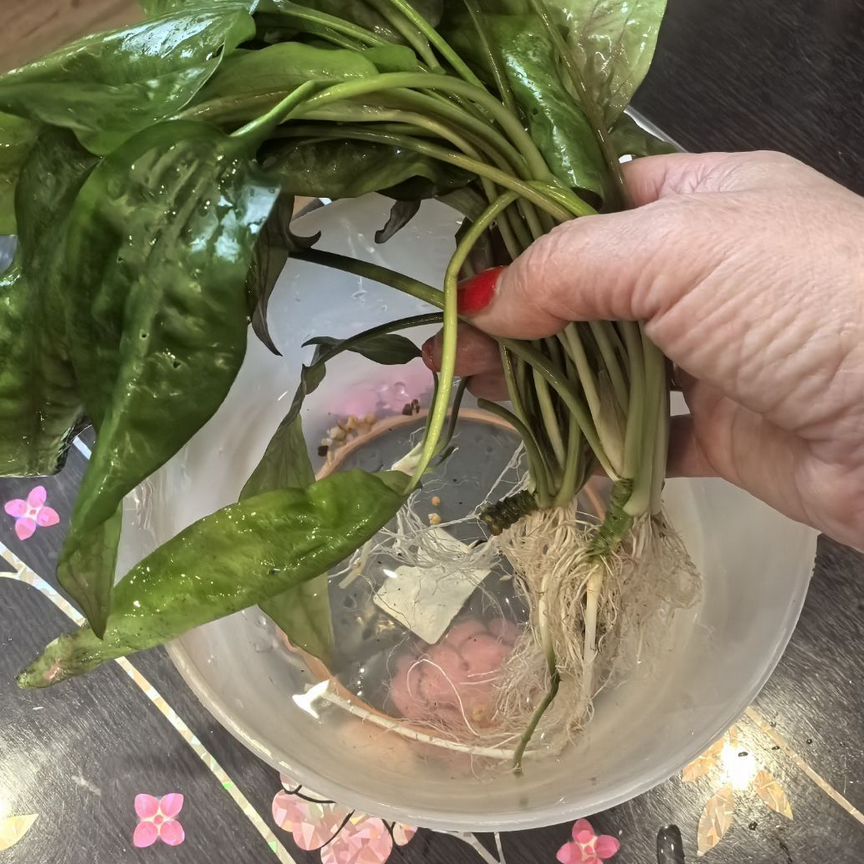 Аквариумное растение