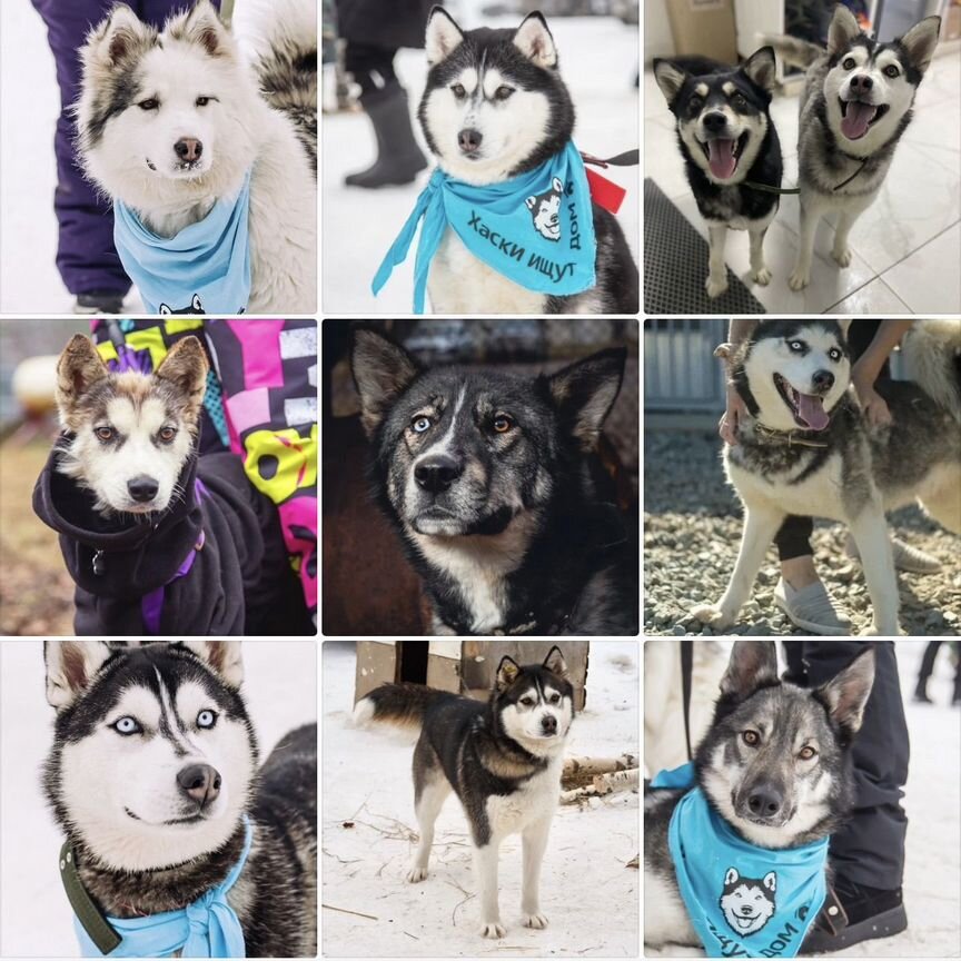 Сибирский хаски в приюте, огромный выбор