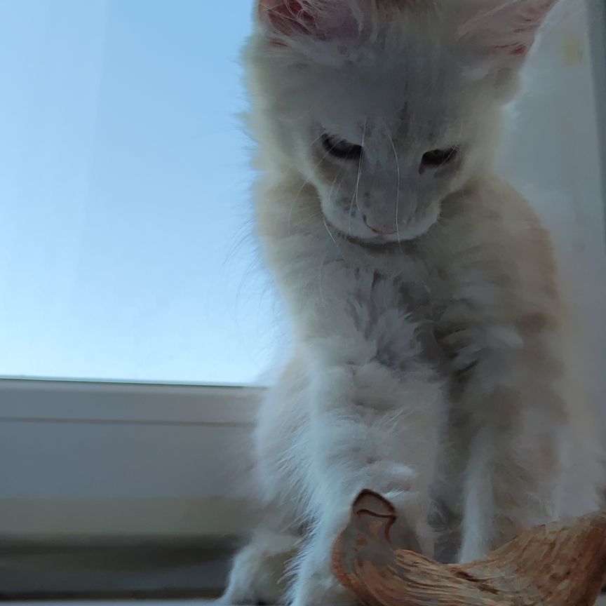 Котята мейн-кун с документами