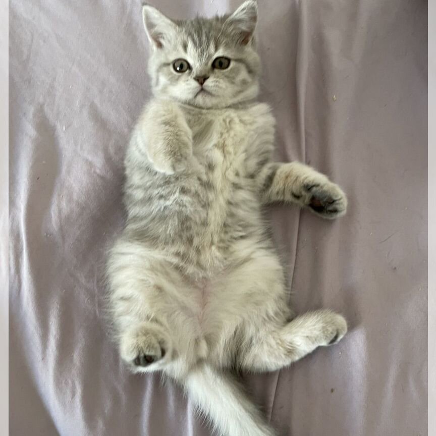 Британский короткошёрстный котёнок