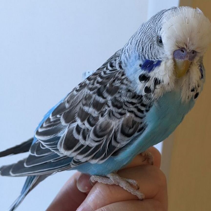 Выставочный Волнистый попугай