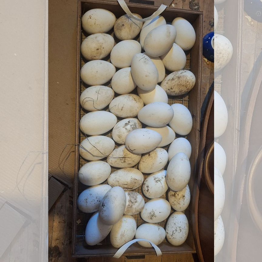 Инкубационное яйцо